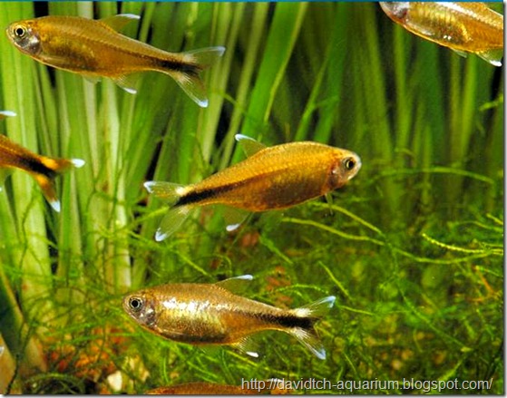 My-Aquarium: Silver tip tetra